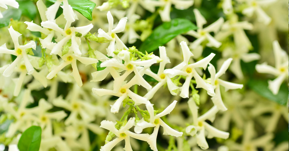 Mediterrane Planten | MediterraneTuinplanten - Buitenlevengevoel.nl