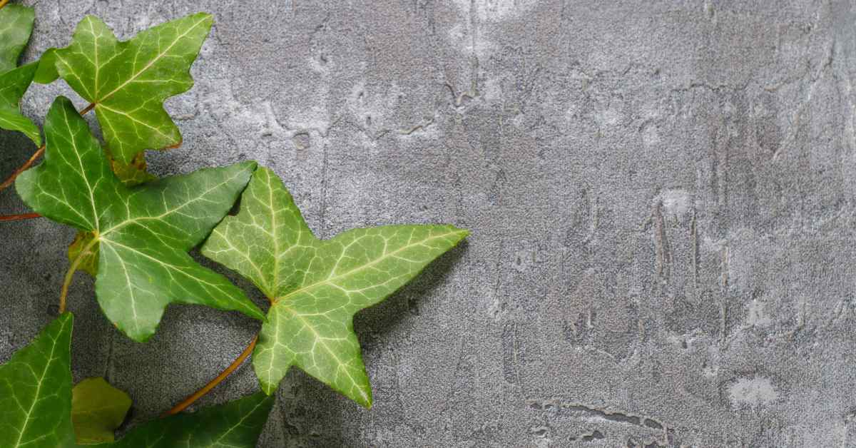 Hoe plan je het aanplanten van klimop voor de beste groei? - My Nature ...