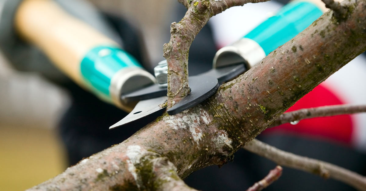 Bomen Snoeien In De Winter: 5 Regels En De Uitzonderingen