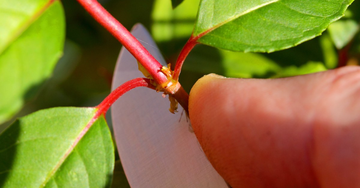 Planten Stekken & Stekjes Maken - Buitenlevengevoel.nl