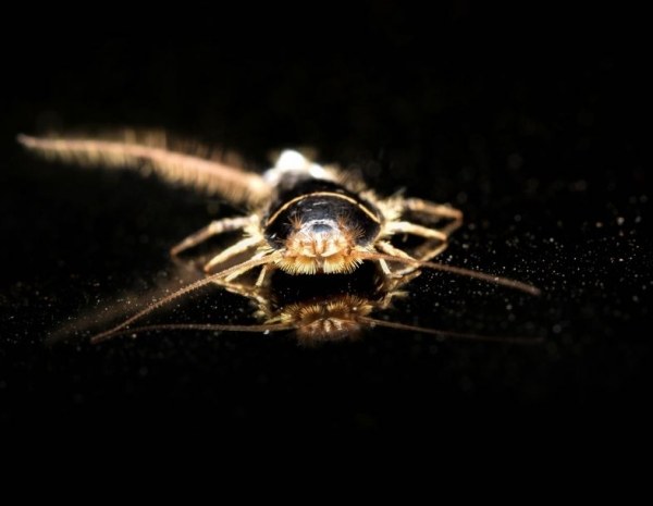 Zilvervisjes Bestrijden: 17 Tips (Peper, Lavendel) - Buitenlevengevoel.nl